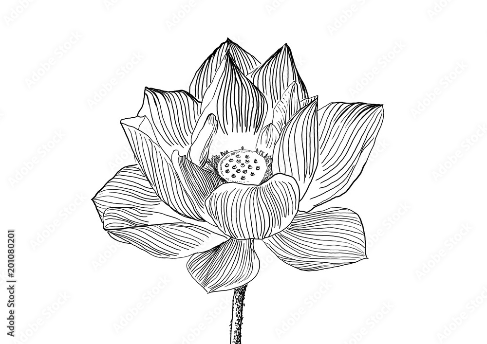 lotus illustration,hand drawn painting Stock Illustration | Adobe Stock