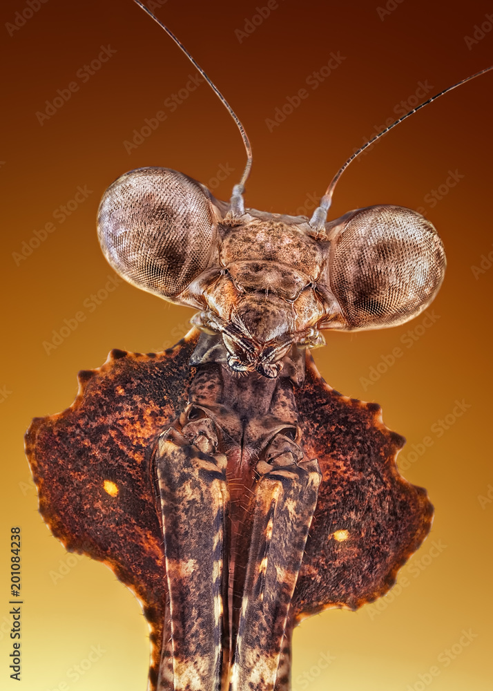Malaysian Dead Leaf Mantis/Praying Mantis/ (Deroplatys Dessicata ...