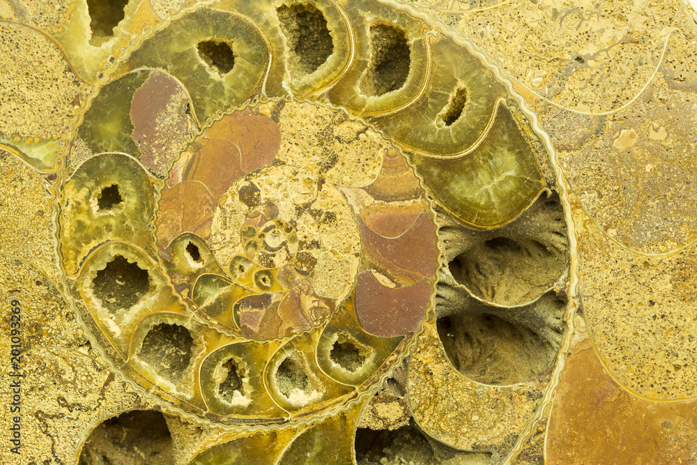 Great ammonite shell viewed in section, revealing the internal chambers ...