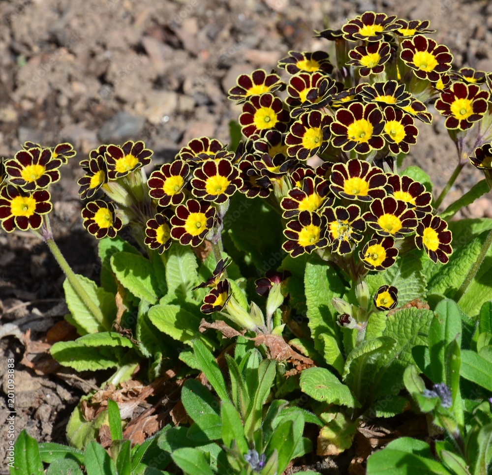 Primula - Primeln blühen zweifarbig im Garten Stock-Foto | Adobe Stock