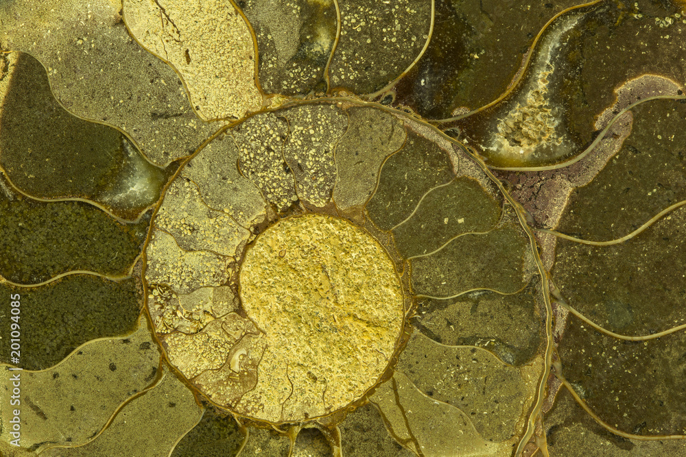 Great ammonite shell viewed in section, revealing the internal chambers ...