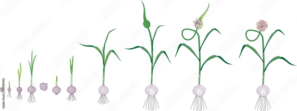 Garlic life cycle. Consecutive stages of growth from bulbil to flowering garlic plant Stock ...