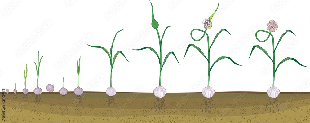 Garlic life cycle. Consecutive stages of growth from bulbil to ...