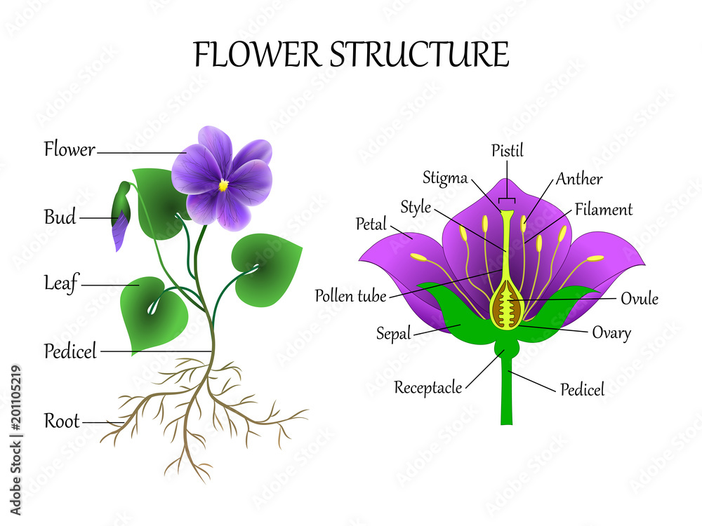 Vector education diagram of botany and biology, the structure of the ...