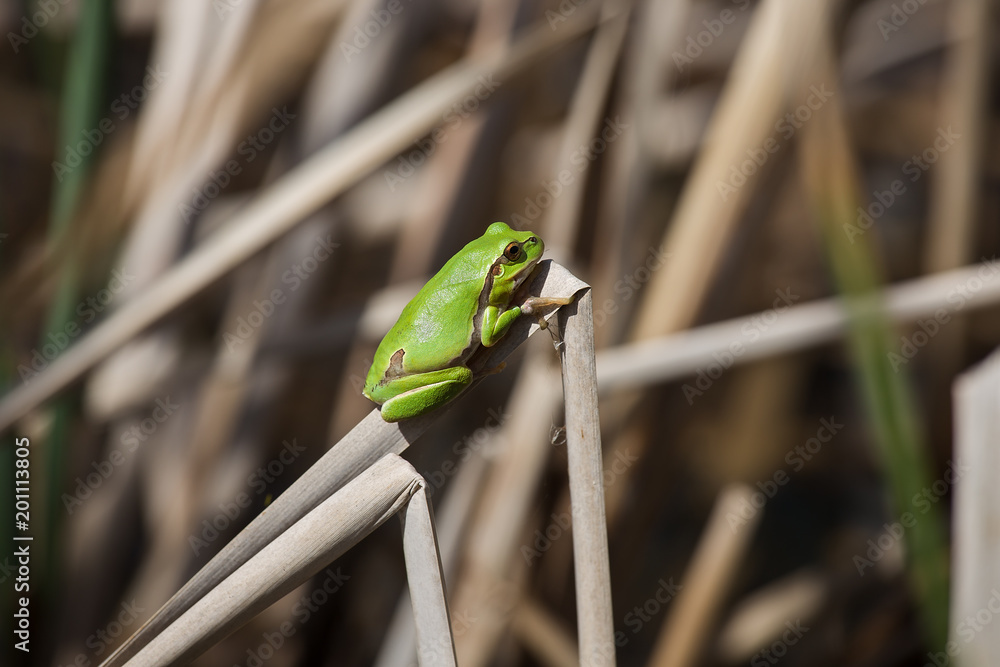 Tree Frog taking sun on cane in swamp - European Green Tree Frog Stock ...