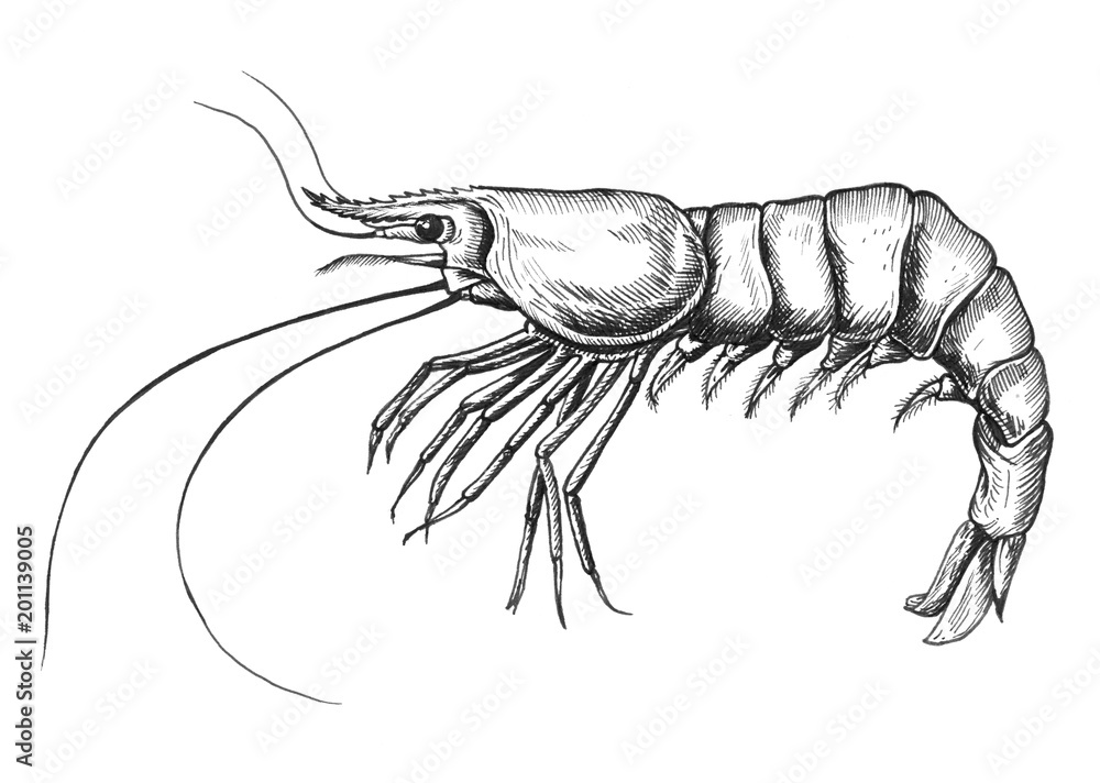 Hand drawn shrimp isolated Stock Illustration | Adobe Stock