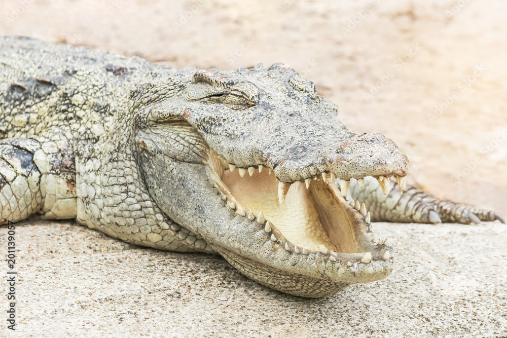 Krokodil Animal
