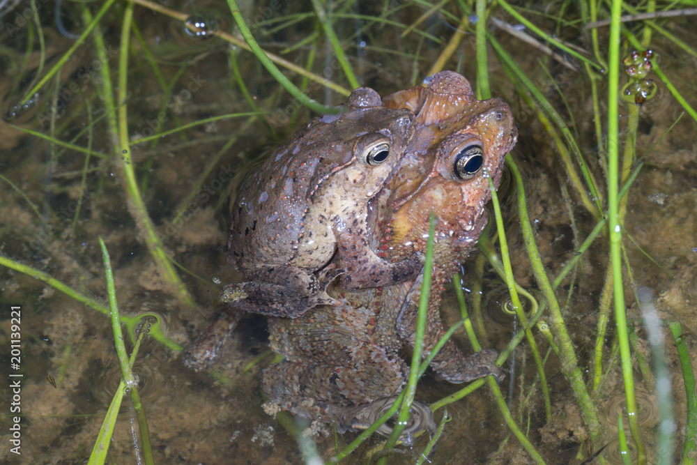 Pair of Crested Forest Toads (Rhinella margaritifera) in amplexus ...