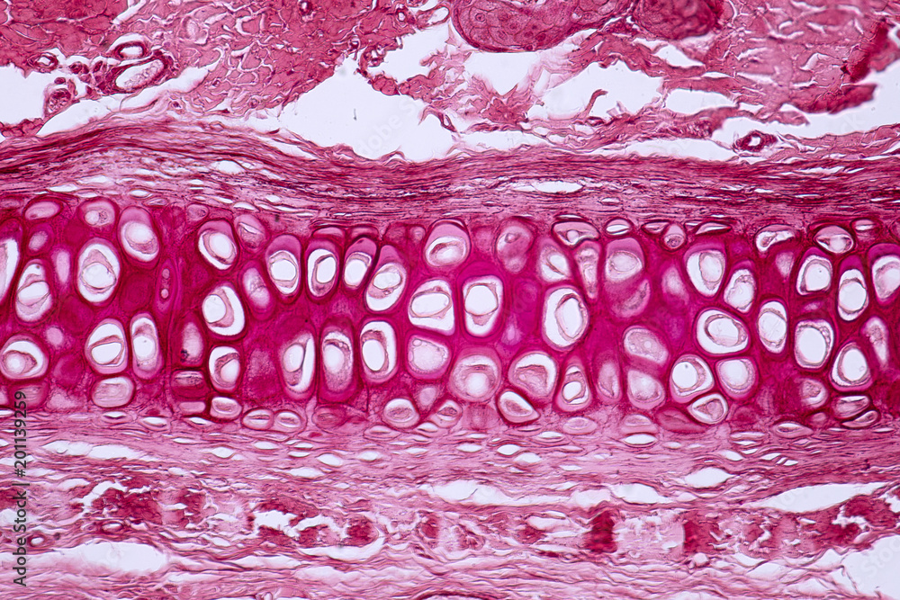 Cross section human cartilage bone under microscope view Stock Photo ...