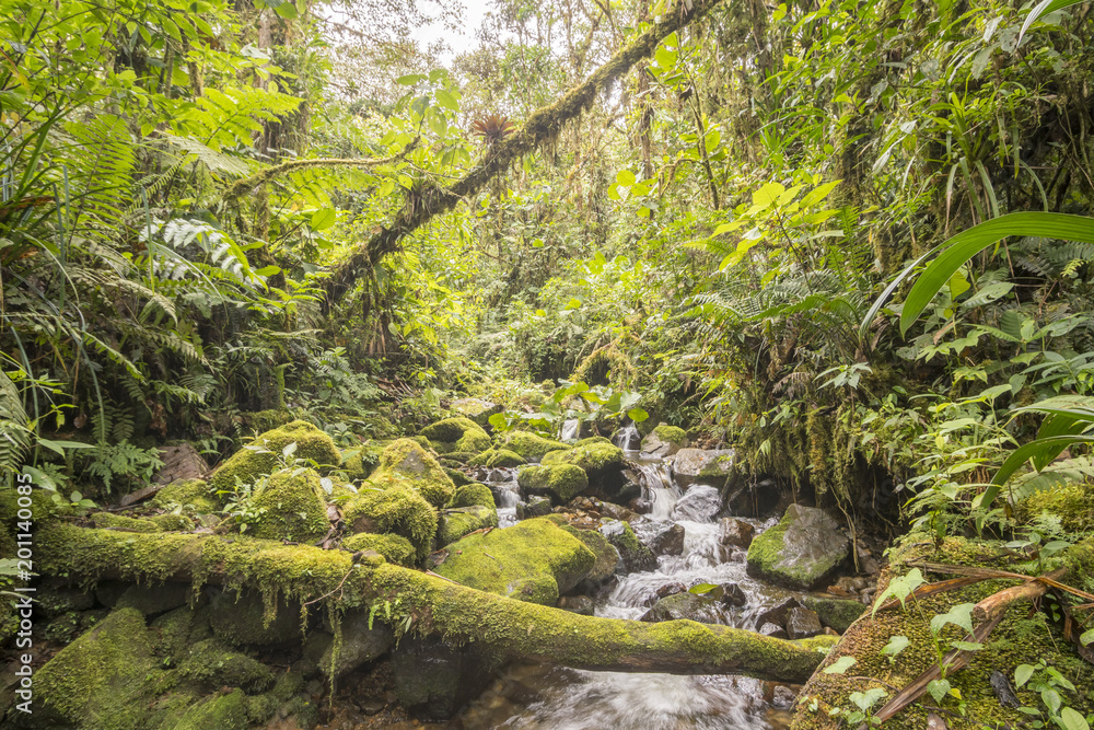 Montane Rainforest