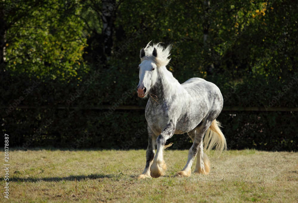 Gray Percheron
