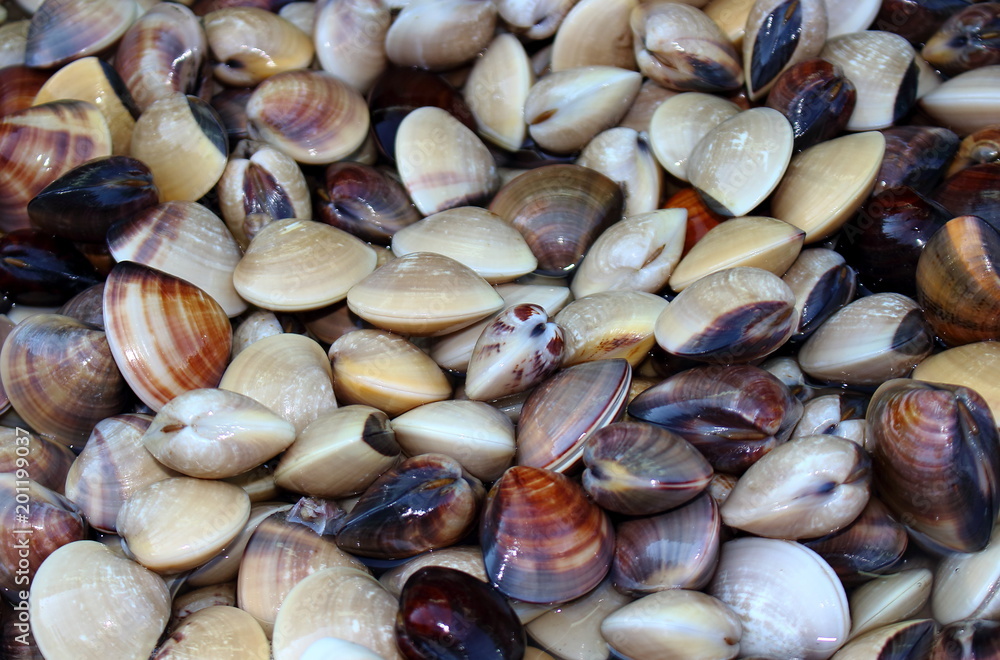 Fresh raw enamel venus shell (Meretrix lyrata) or Kepah for sales in ...