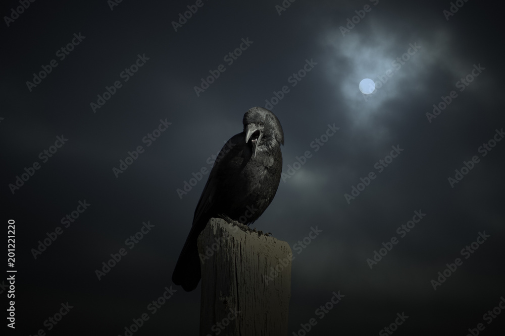 Crow in a full moon night Stock Photo | Adobe Stock