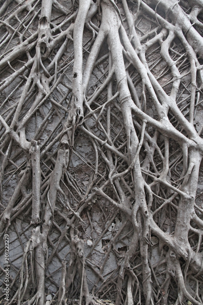 The roots of the trees grow through the walls. The roots seized the ...