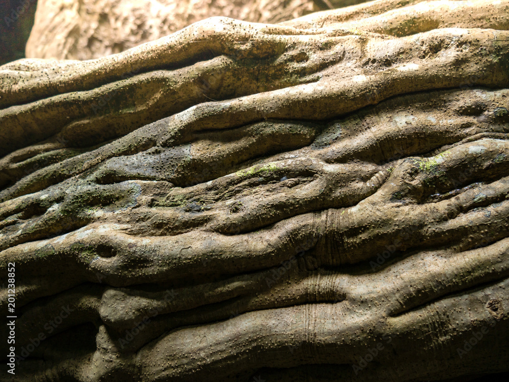 The amazing nature of the trees and giant vine. It takes about 10 or ...