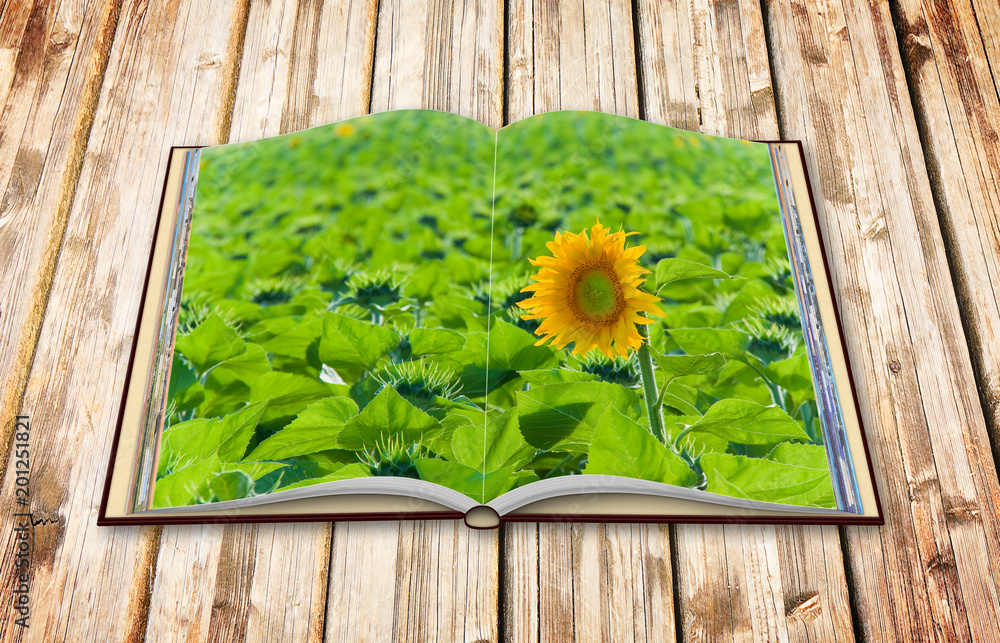 Open sunflower isolated in a field - image with copy space - 3D render ...