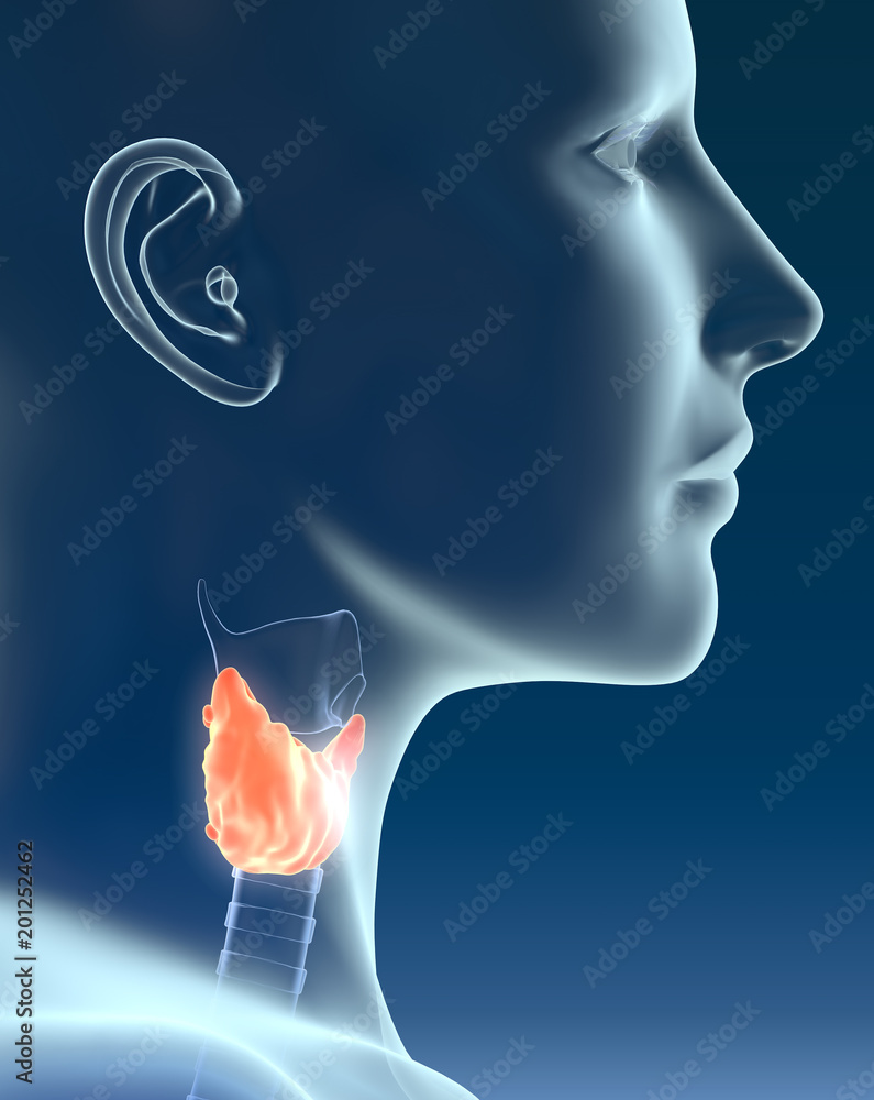 Thyroid gland, side view with parathyroids, medical illustration Stock ...