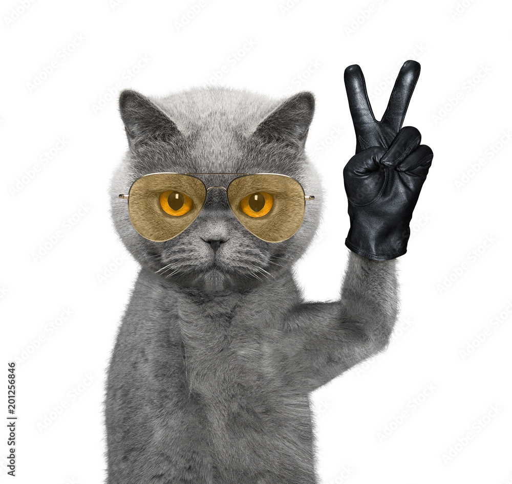 Cat with victory fingers. Isolated on white Stock Photo | Adobe Stock