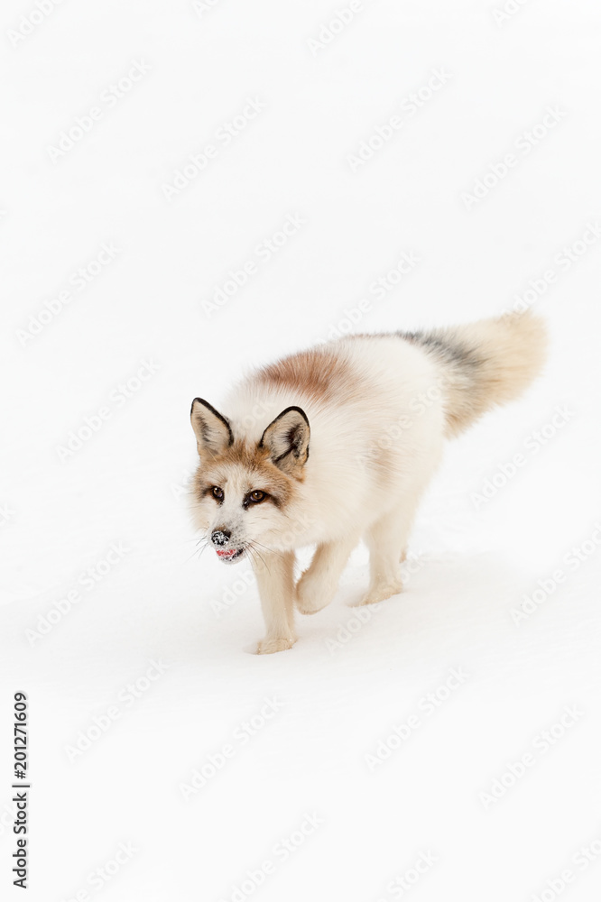 Marble Red Fox