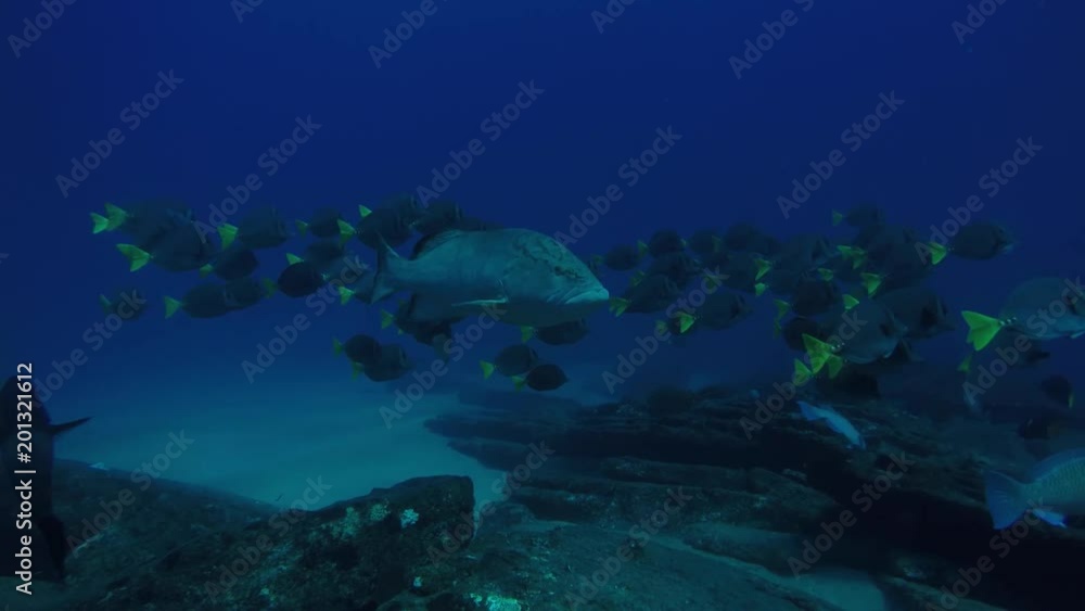 Big Gulf grouper (Mycteroperca jordani), resting in the reefs of the ...