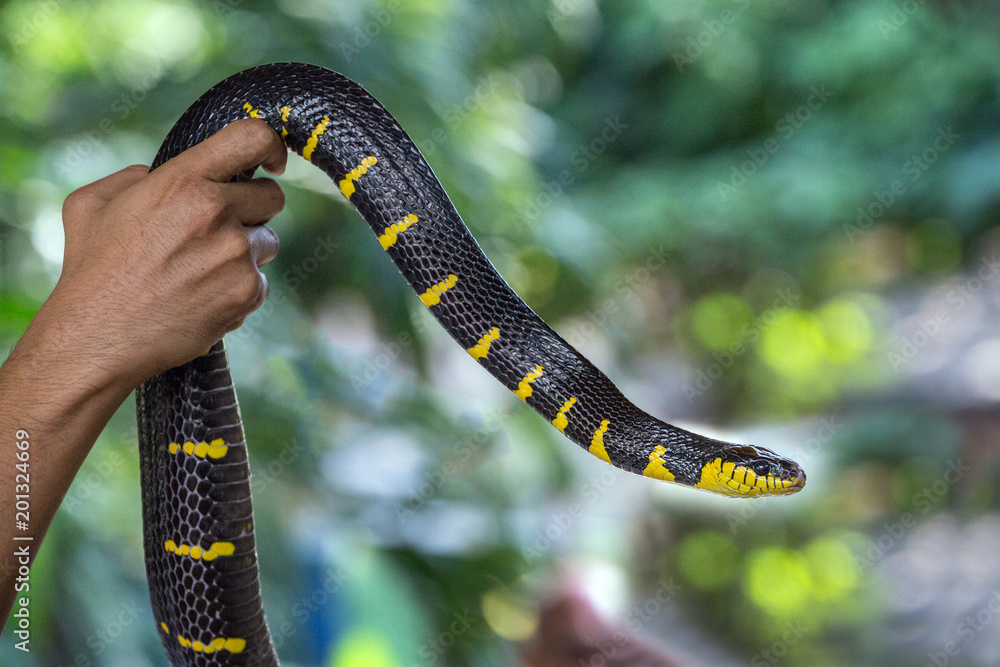Colorful patterns and body of the Gold-ringed cat snake. (Mangrove ...