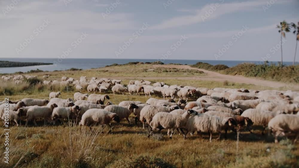 a lot of sheeps in the field Stock Video | Adobe Stock