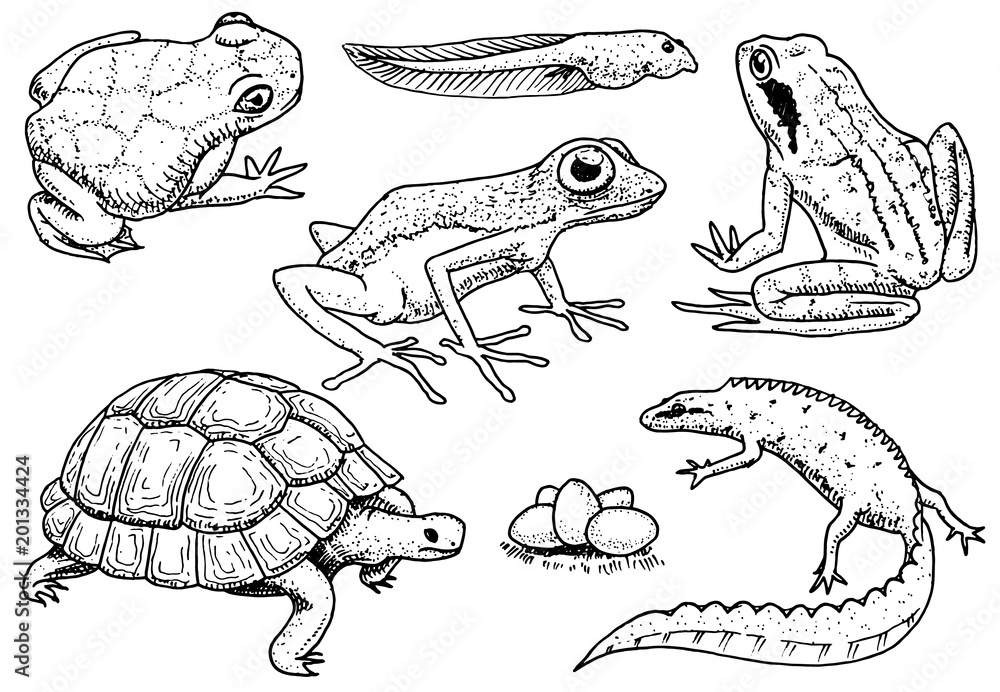 Amphibians And Reptiles Drawings