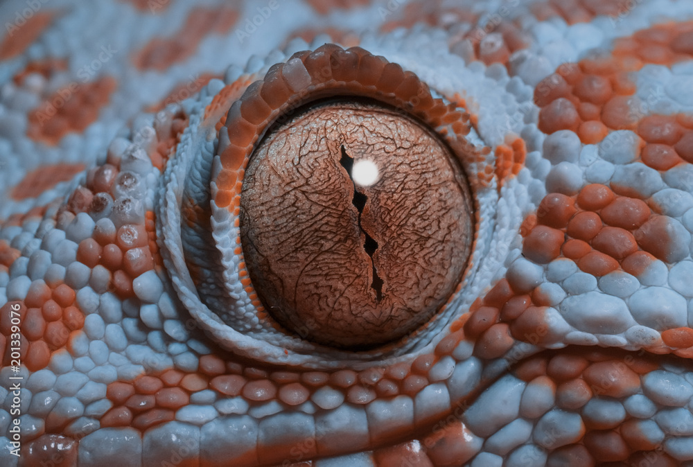 Tokay Gecko Eye