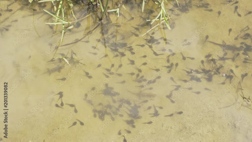 Baby fish swimming in water. From above shot of small fish floating in ...