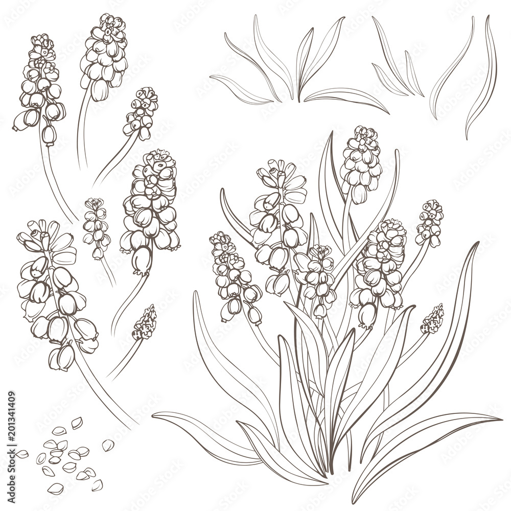 Muscari - spring flowers, isolated on white background. Hand-drawn ...