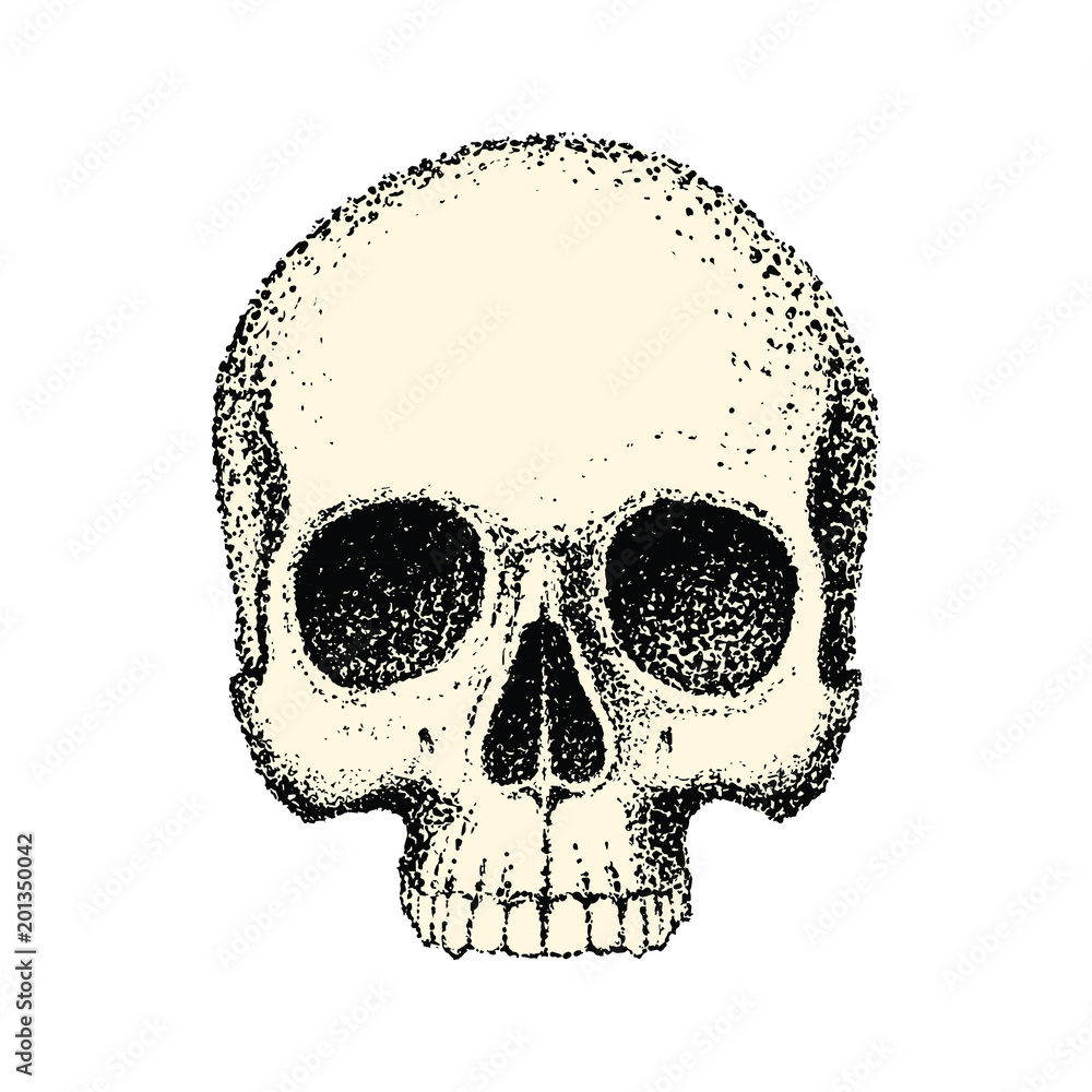 Human Skull No Jaw
