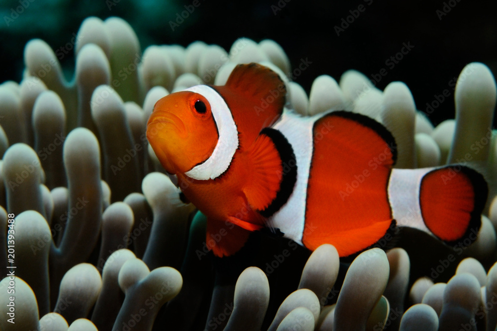 False Percula Clownfish