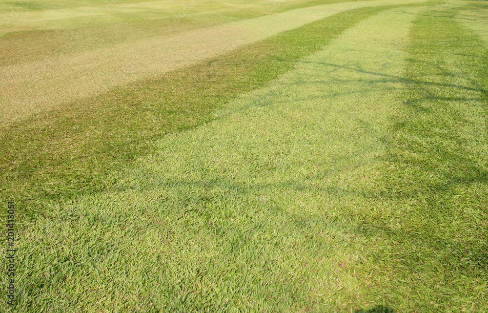 green grass texture Stock Photo | Adobe Stock