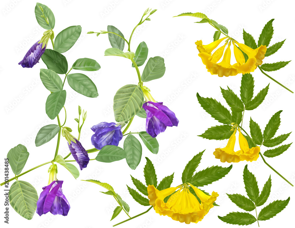 butterfly pea flower vector illustration Stock Vector | Adobe Stock butterfly pea flower vector illustration Stock Vector | Adobe Stock