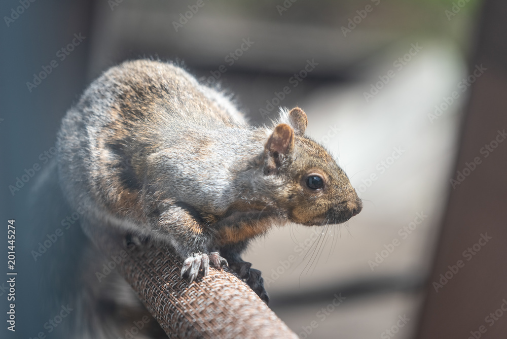 Old grey squirrel sitting on a chair Stock Photo | Adobe Stock