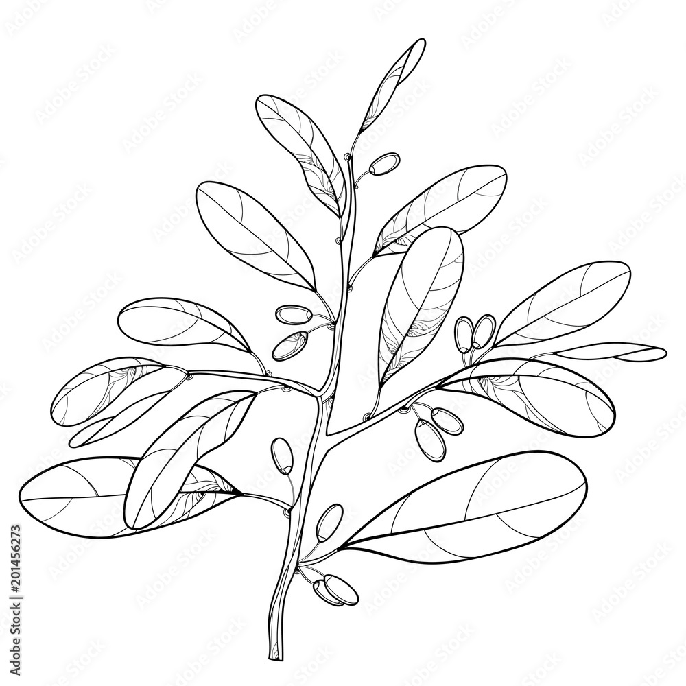 Vector branch of outline Cocaine plant or Erythroxylum coca. Ornate ...