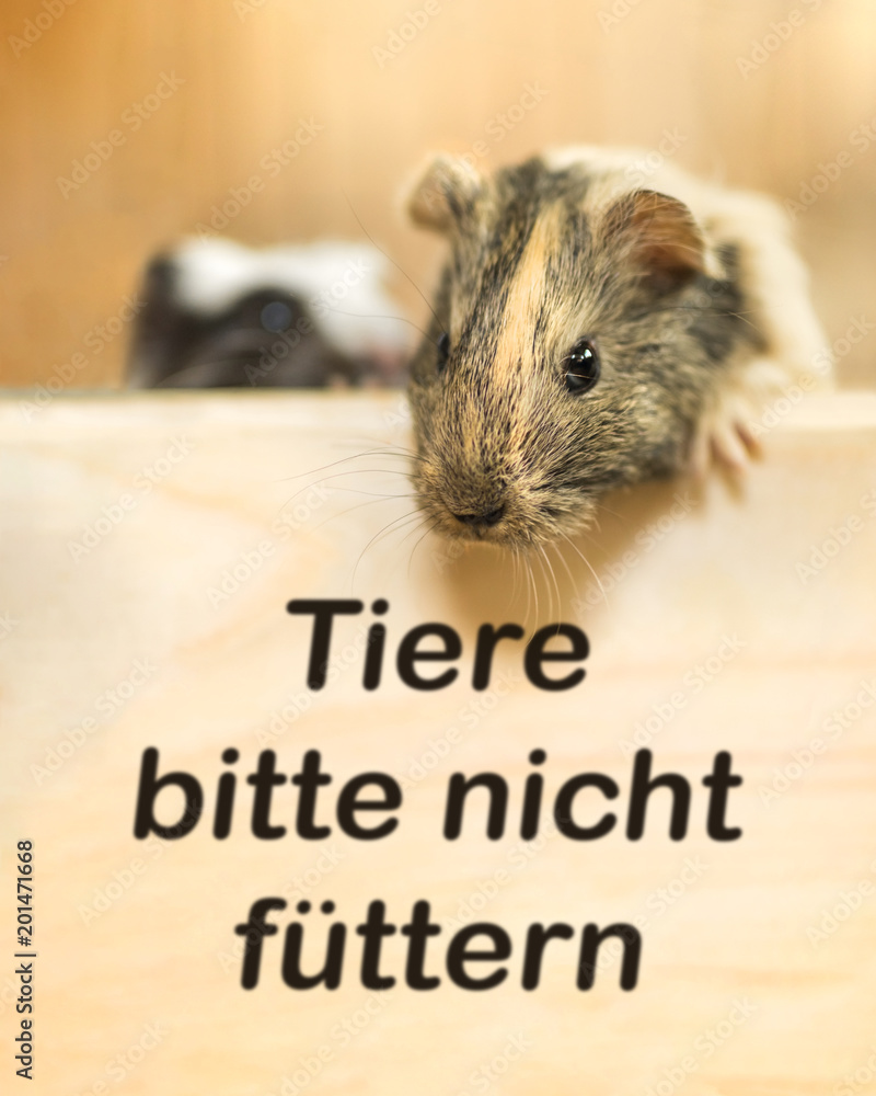 Meerschweinchen weist auf den Text: "Tiere bitte nicht füttern" auf ...
