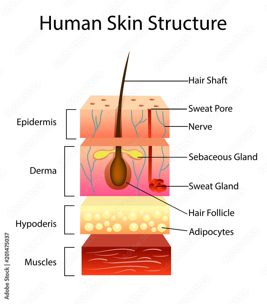 Human skin structure, vector illustration Stock Vector | Adobe Stock