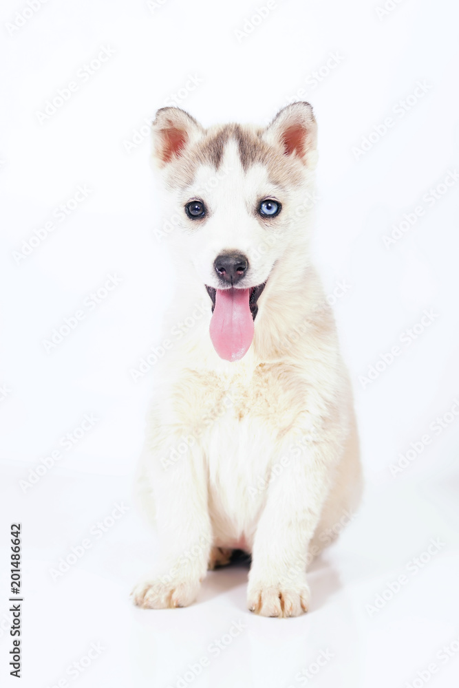 Grey Husky Puppy With Blue Eyes