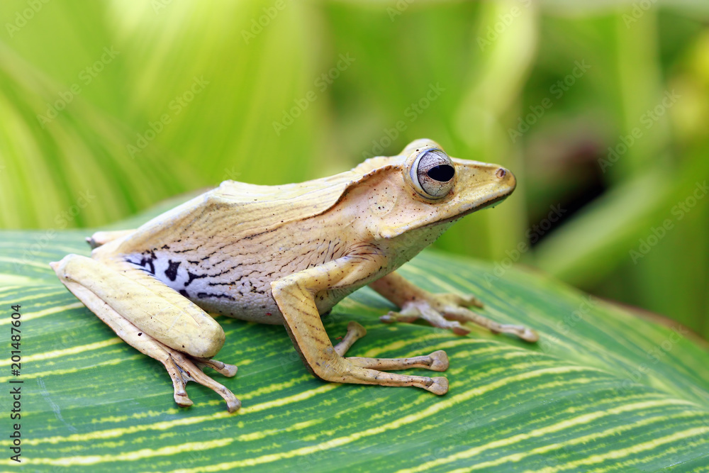 Eared tree frog (polypedates otilophus) on a leaf Stock Photo | Adobe Stock
