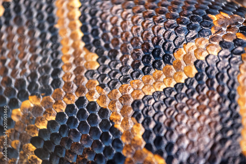 Anaconda Skin Pattern