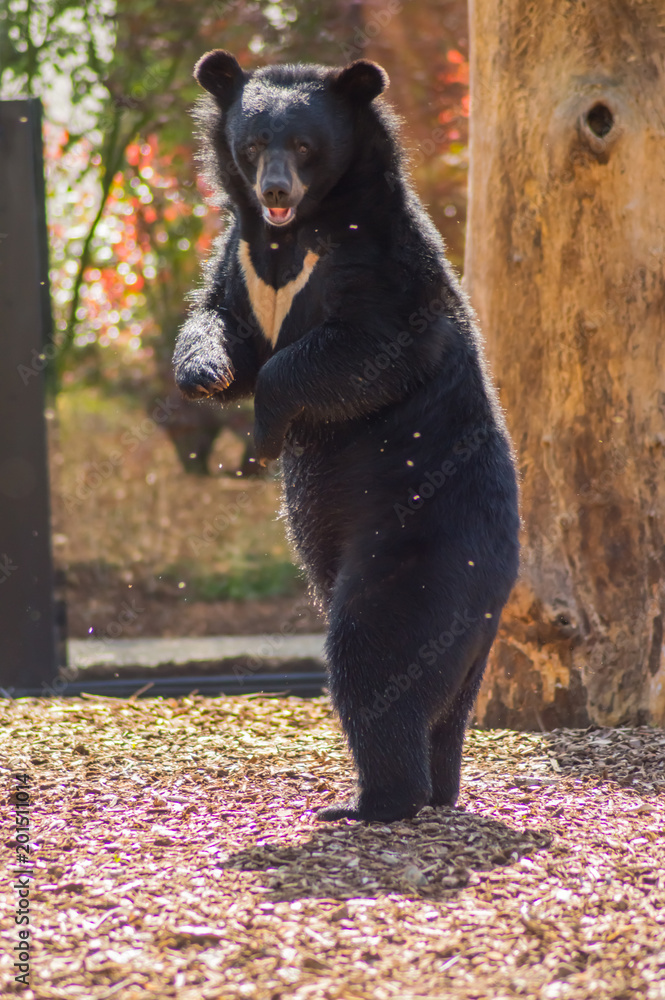 Collared bear of Asia standing on these two hind legs in a wildlife ...