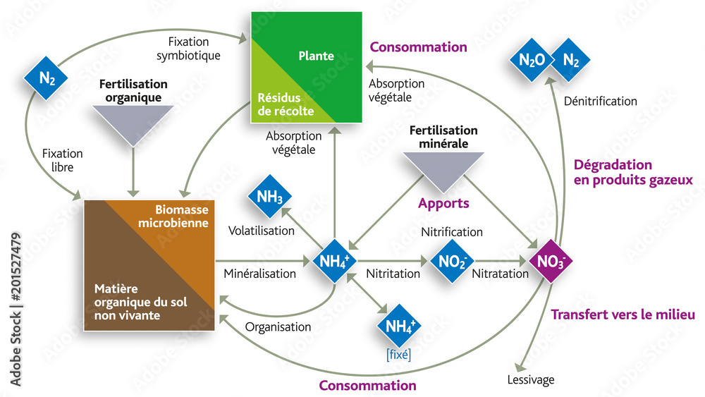 Chimie - Le cycle de l’azote [FR] Stock Vector | Adobe Stock