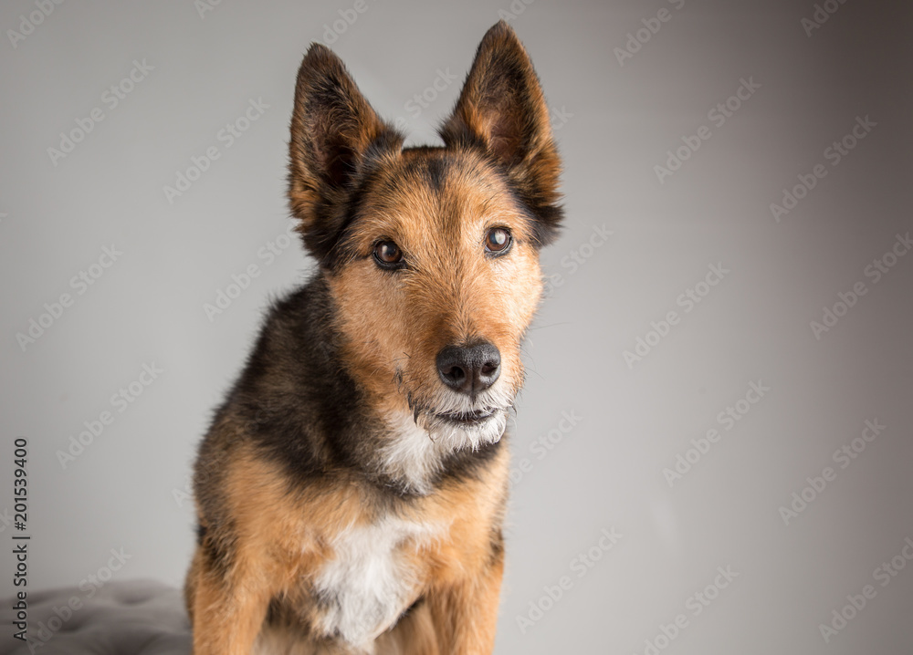 Welsh Terrier Lab Mix