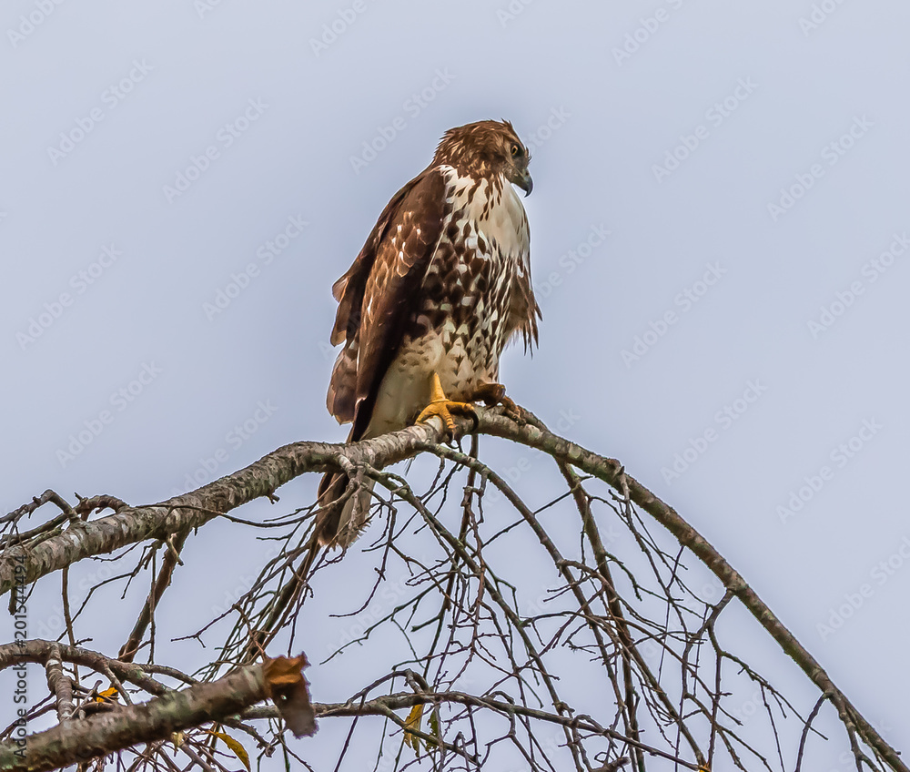 Adult red-tail hawk observing the world below from the limb of a dead ...