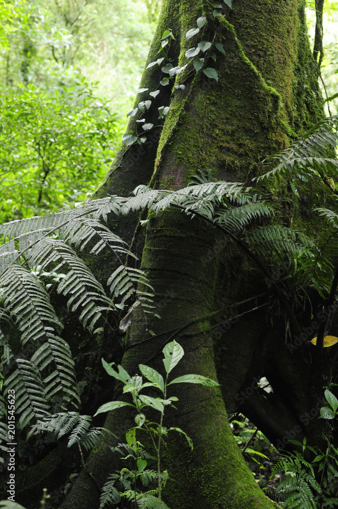 Rainforest Epiphytes