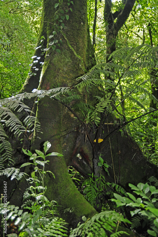 Epiphytes In The Tropical Rainforest