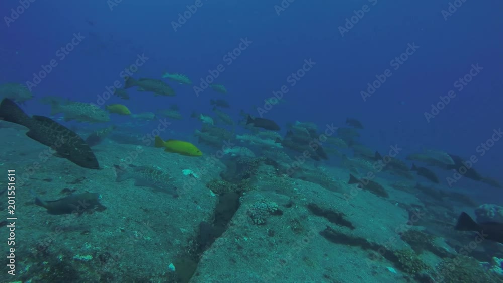 Yellow Leopard grouper (Mycteroperca rosacea), in a school, reefs of ...