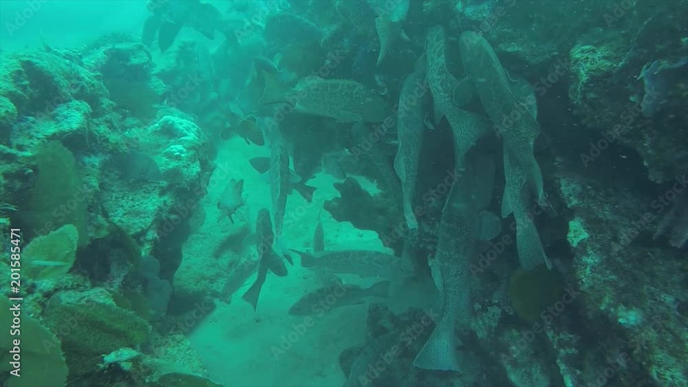 Yellow Leopard grouper (Mycteroperca rosacea), in a school, reefs of ...