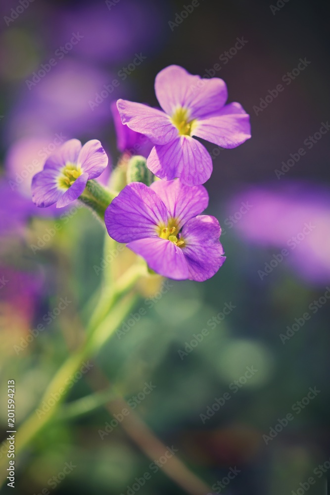 Spring flowers in garden. Purple flame flowers of phlox (Phlox ...